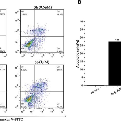 5b Inhibited Hct116 Cells Migration A Wound Healing Assay B