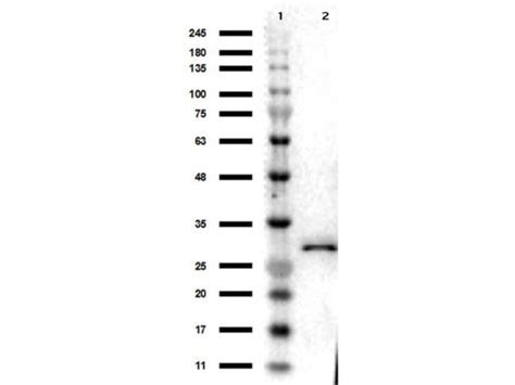 Rfp Polyclonal Antibody Rockland 25 μl Unconjugatedantibodies