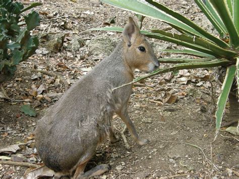 A Bajan Tour Girl Exploring Barbados The Barbados Wildlife Reserve