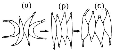 Morphological Transition From S Pectinatus Towards S Regularis A
