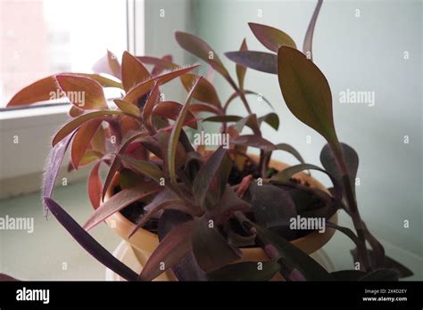 Tradescantia Genus Of Herbaceous Perennial Wildflowers Incommelinaceae