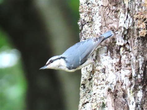 シロハラゴジュウカラ 2020 06 09 日本の野鳥識別図鑑