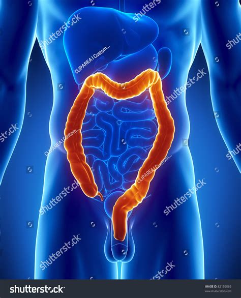 Male Colon Anatomy Digestive System Stock Illustration 82159069