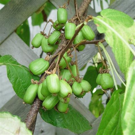 Emerald™ Arctic Beauty Kiwi One Green World