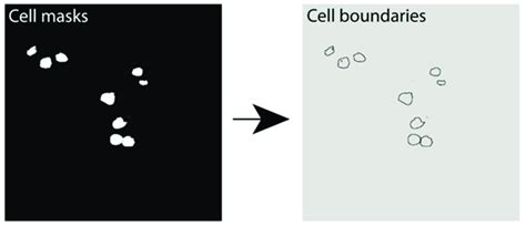 Instance Segmentation Output Showing β Cell Boundaries Example Image Download Scientific