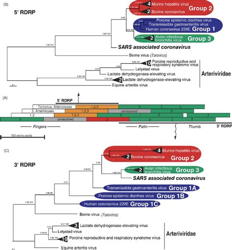 Recombinant Nature Of Sars Cov Rna Dependent Rna Polymerase As Download Scientific Diagram