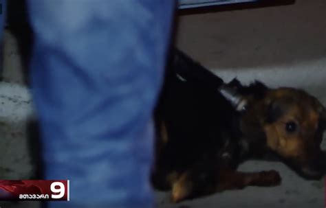 გამოძიება ცხოველთა წამების მუხლით მიმდინარეობს Netgazeti • ცხოველებზე ძალადობა • ცხოველები