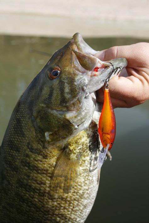 Tips And Techniques For Catching Smallmouth Bass