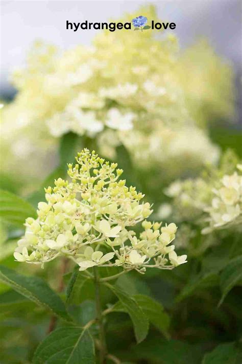 Top 5 Hydrangeas To Attract Pollinators Hydrangea Love