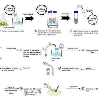 The Schematic Illustrations Of A Preparation Of Electrocompetent