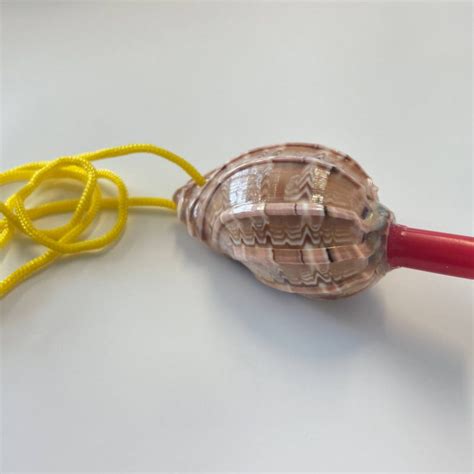 Whistle Harp Shell Seashell Story Kaikoura
