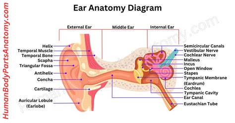 Ultimate Guide To Ear Anatomy With All Parts Names Diagram