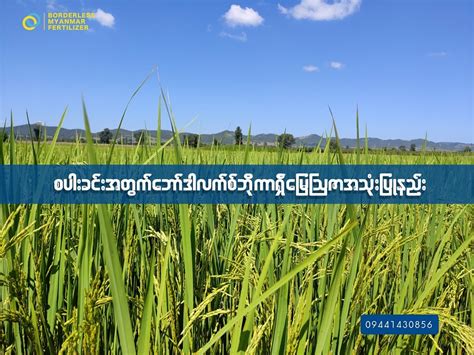 စပါးခင်းအတွက် Borderless Myanmar Fertilizer