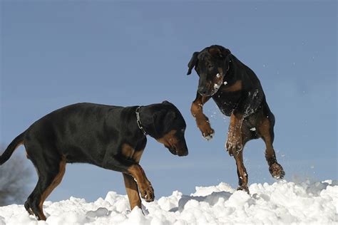 Dobermann Der Steckbrief Zur Hunderasse