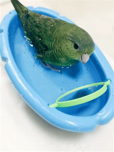 1pc Bird Baths Tub With Mirrorfor Cage Parrot Birdbath Shower