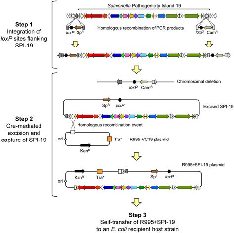 Schematic Representation Of The Capture Of Spi 19 From S Gallinarum