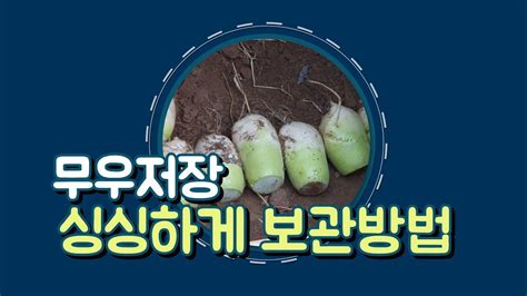 가을무우 보관방법 무우싱싱 하게보관방법 Youtube
