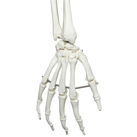 Human Skeleton Model Human Anatomical Skeleton Hanging Version