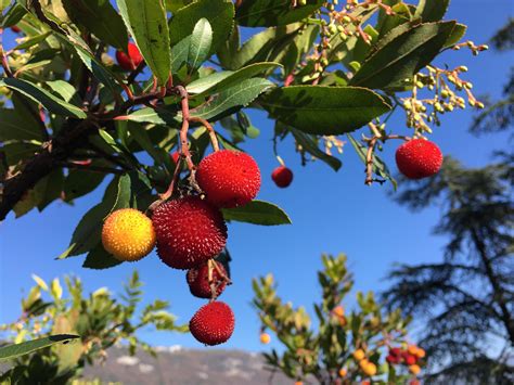 Particular Strawberry Tree Fruit Free Photo On Pixabay Pixabay