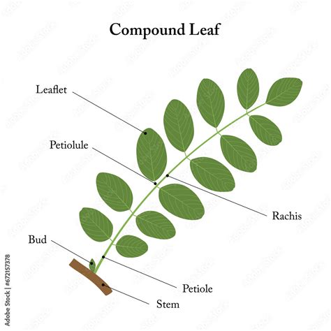 Compound Leaf Labeled Diagram Stock Illustration Adobe Stock
