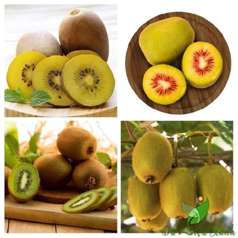Different Types Of Kiwi