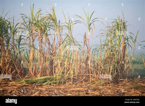 Sugarcane Harvesting Season Sugarcane Crop Is Ready To Harvest Stock