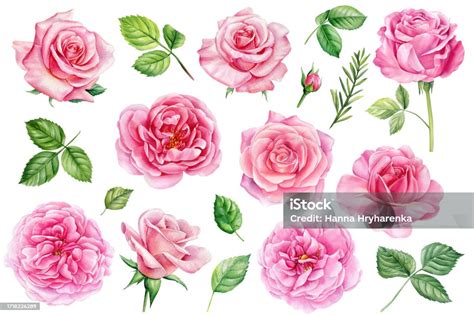 美しい花の夏のセット白い背景にバラつぼみ葉水彩画ピンクの花柄エレメント 植物 バラのベクターアート素材や画像を多数ご用意 植物 バラ