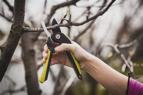 Spring Pruning Of The Garden With Secateurs Care For Trees And Bushes