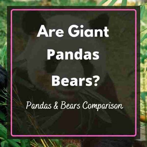 Are Pandas Considered Bears Similarities And Differences Bestofpanda
