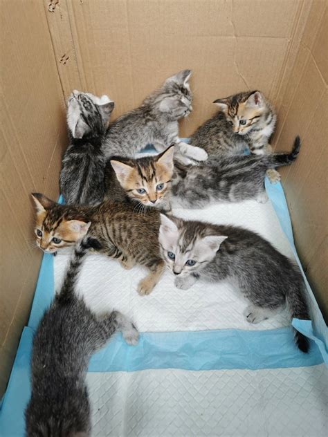 生了一窝小猫活泼可爱免费领养不挑食非常好养希望找有责任有爱心不抛弃不弃养的主人 东论 东方热线·东方论坛 宁波论坛——家长里短写你我身边事