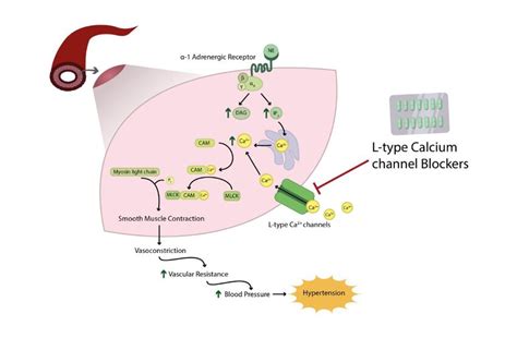 Mechanism Of Action Of Calcium Channel Blockers Download Scientific Diagram
