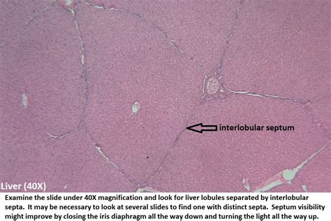 Liver Lobule Histology Pig Liver Histology