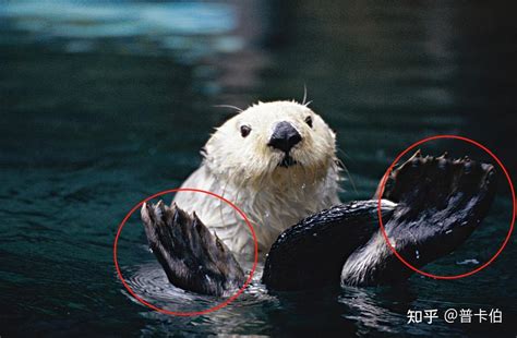 水獭、海獭傻傻分不清？快看看你能不能区分！ 知乎