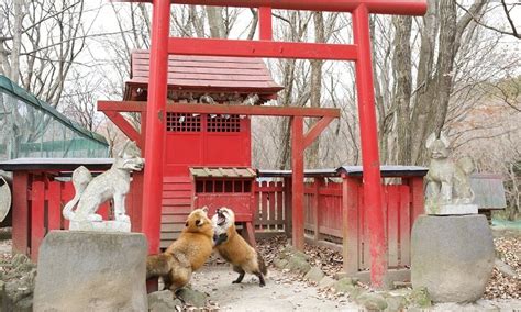 【画像】お稲荷様のおつかいが、ケンカ中！？ 石像から飛び出してきたみたいなキツネたちが激写される｜ニフティニュース