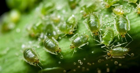 How To Kill Aphids On Houseplants