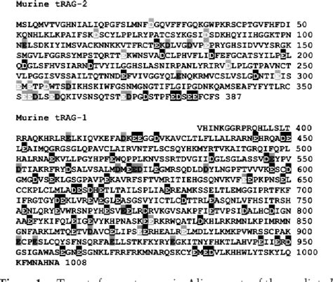 Figure 1 From Mutational Analysis Of Rag1 And Rag2 Identifies Three