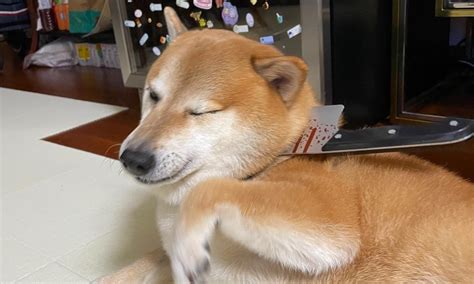 ¡ay No Muere Cheems El Perrito De Los Memes