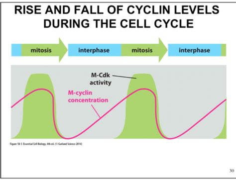 Bio 202 Lecture 17 Cell Cycle Part 1 Flashcards Quizlet