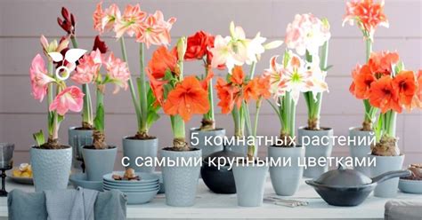 5 комнатных растений с самыми крупными цветками