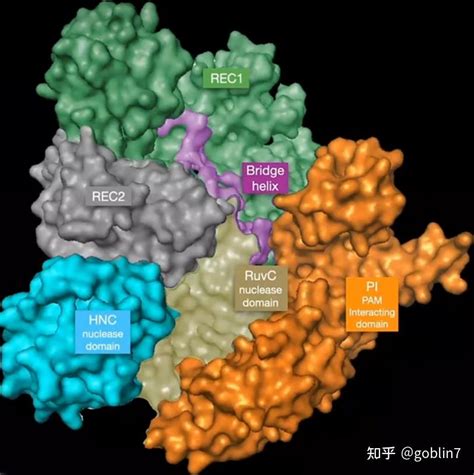 基因编辑的潘多拉——crispr Cas9技术 知乎