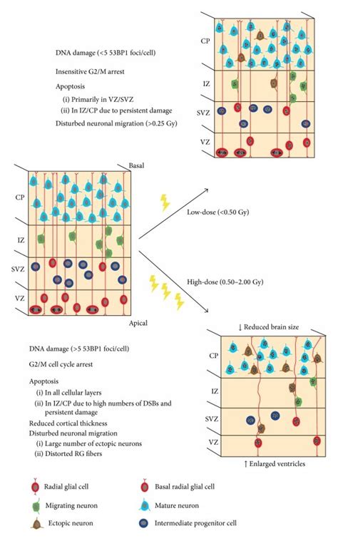 Overview Of Current Knowledge Regarding Early Low And Download