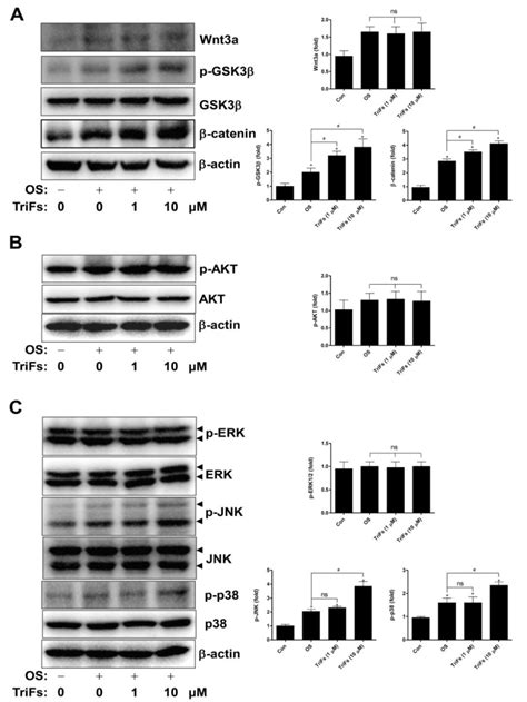 Osteogenic Effects Of Trifloroside TriFs On Wnt3a Molecules AKT And