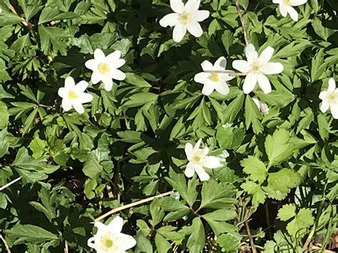 Månadsbrev Maj Göteborg