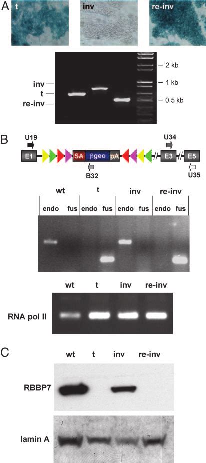 Conditional Mutation Induced By A Fliprosageo Gene Trap Insertion In Download Scientific