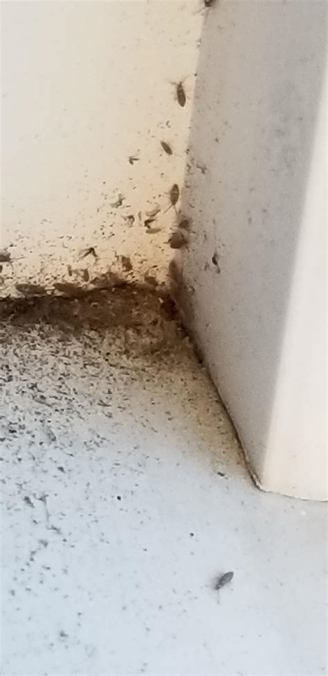 Concrete Bugs Grey At Patricia Witcher Blog