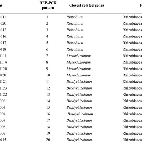 Phylogenetic Classification Of Bacterial Strains Download Scientific