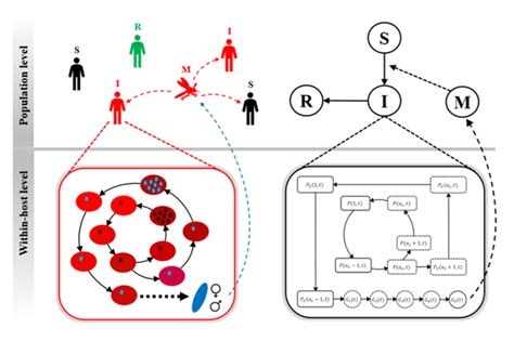 Developing A Multiscale Model Combining Both Within Host And Population