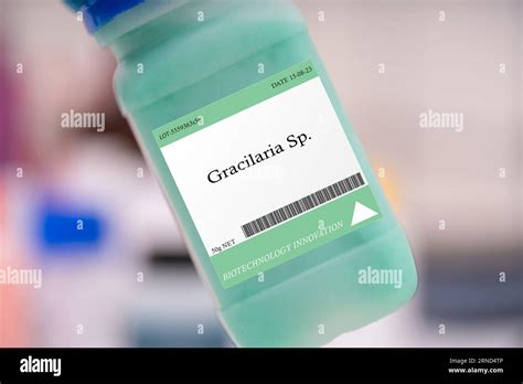 Gracilaria Agar Agar Hi Res Stock Photography And Images Alamy