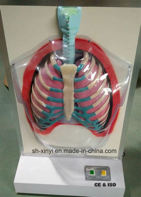 High Electric Human Respiratory System Model For Medical Teaching Anatomical Model China