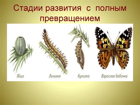 Насекомые. Внешнее и внутреннее строение насекомых - презентация онлайн